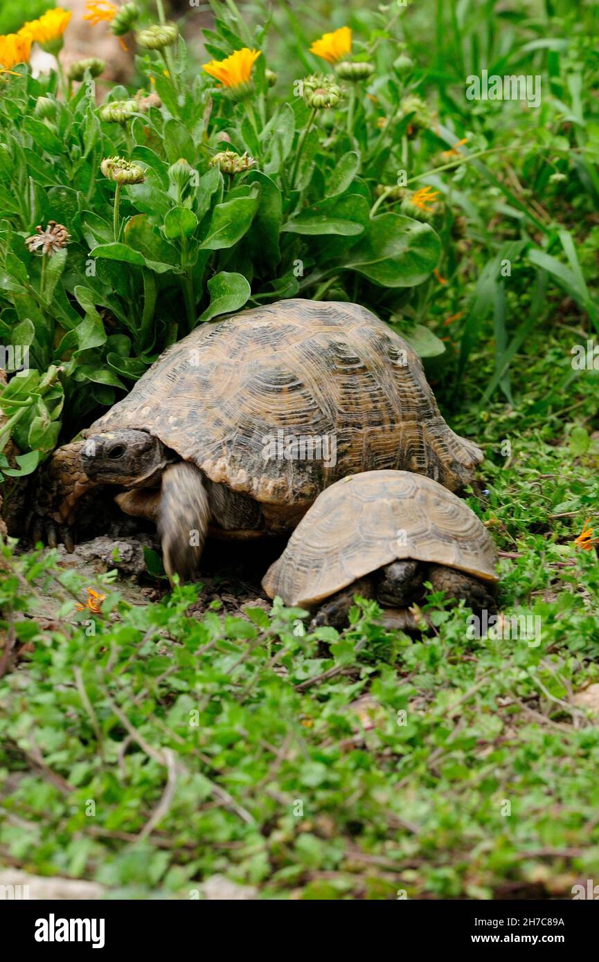 Eurasian reptiles hi-res stock photography and images - Alamy