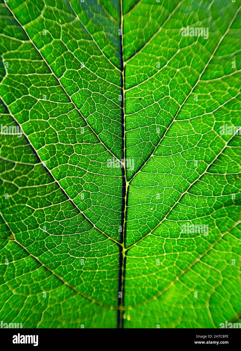 Green Leaf Macro Detail Background Texture Stock Photo - Alamy
