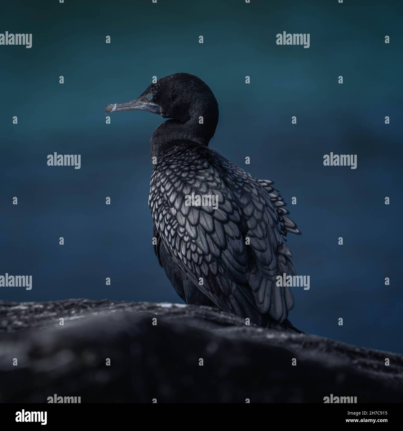 Picture of wild seabird taken in Sydney while costa walking Stock Photo ...