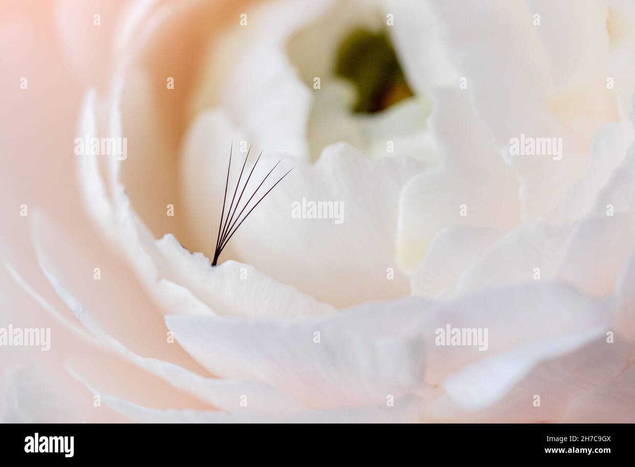 Macro photo lashes on pink flowers. Concept eyelash extension procedure ...