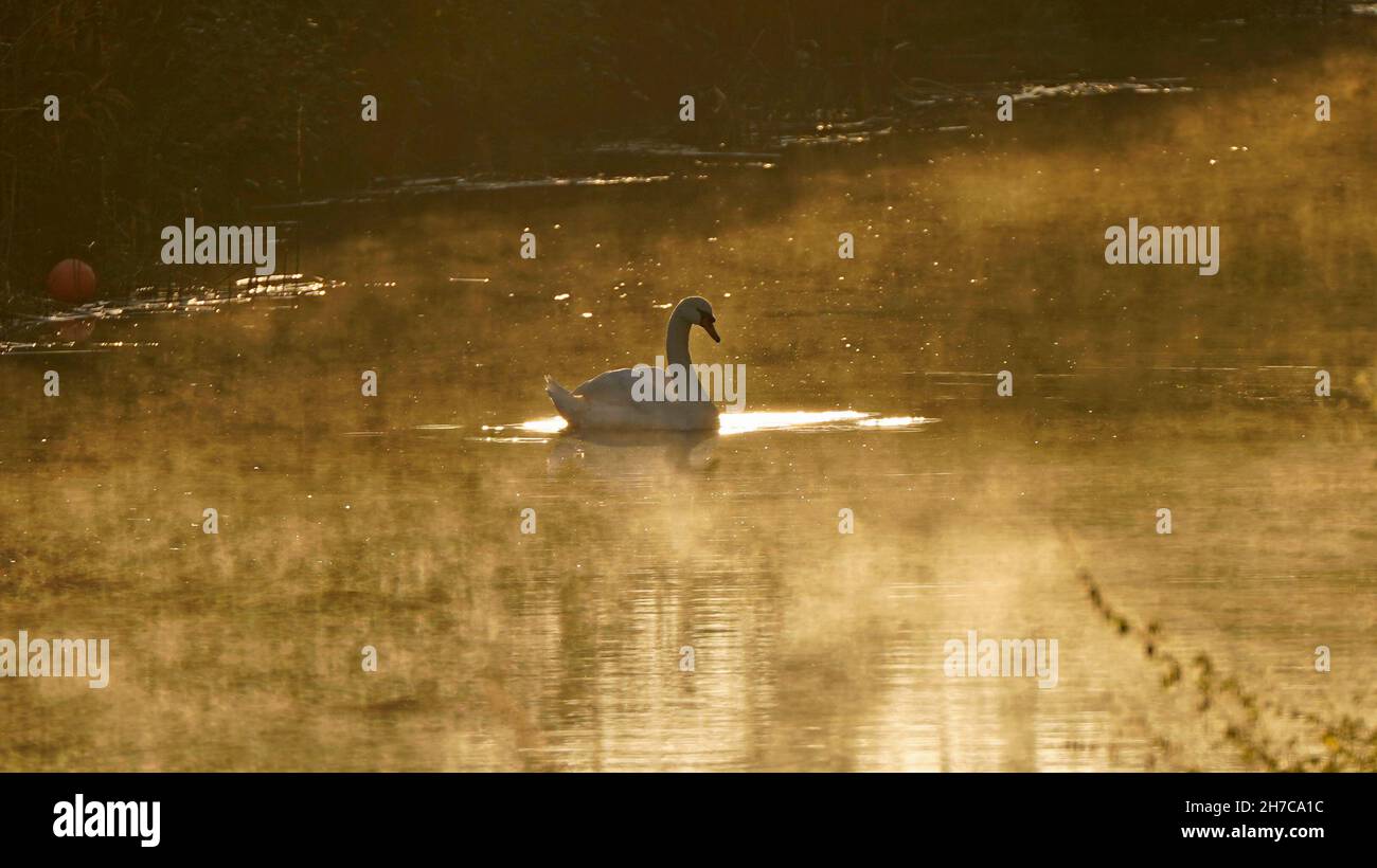 A swan on the Grand Canal in Athy, County Kildare, as temperatures dip ...