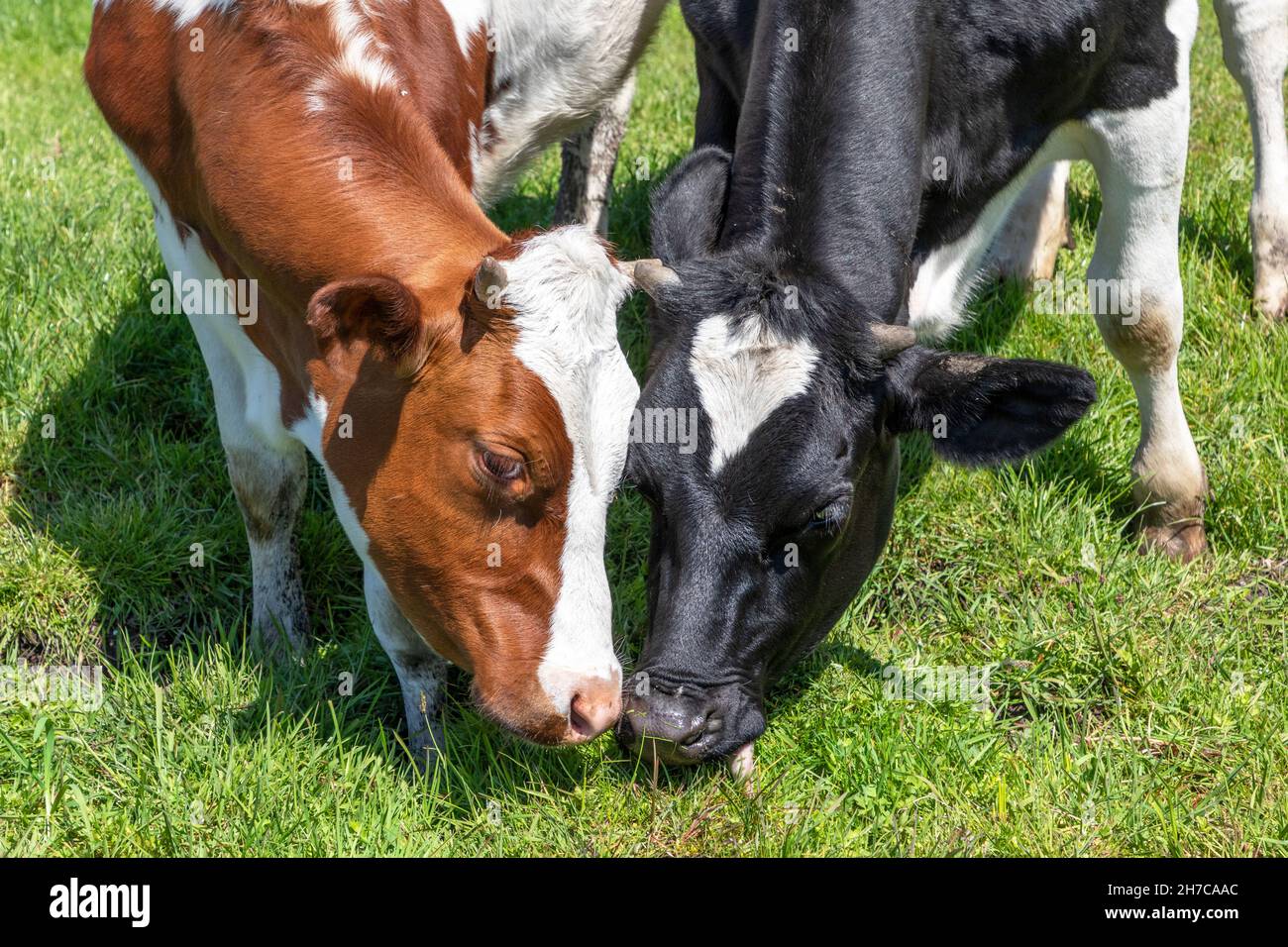 Cow cuddle hi-res stock photography and images - Alamy