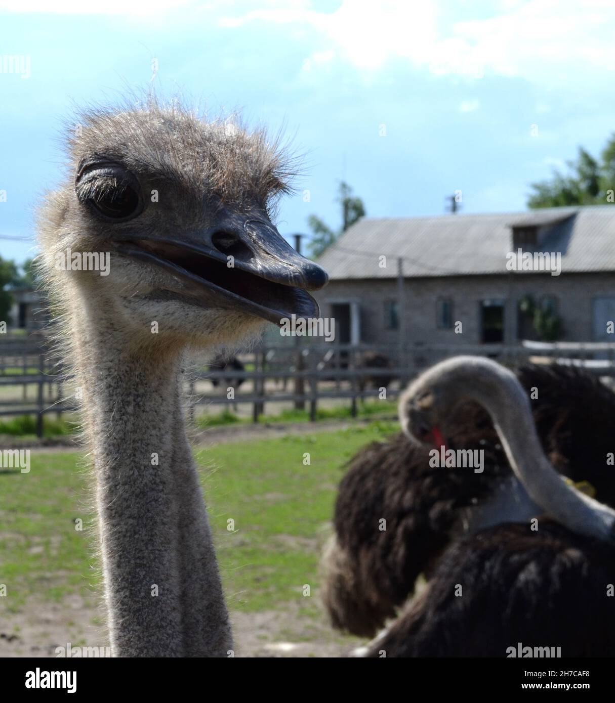 Young ostriches hi-res stock photography and images - Alamy