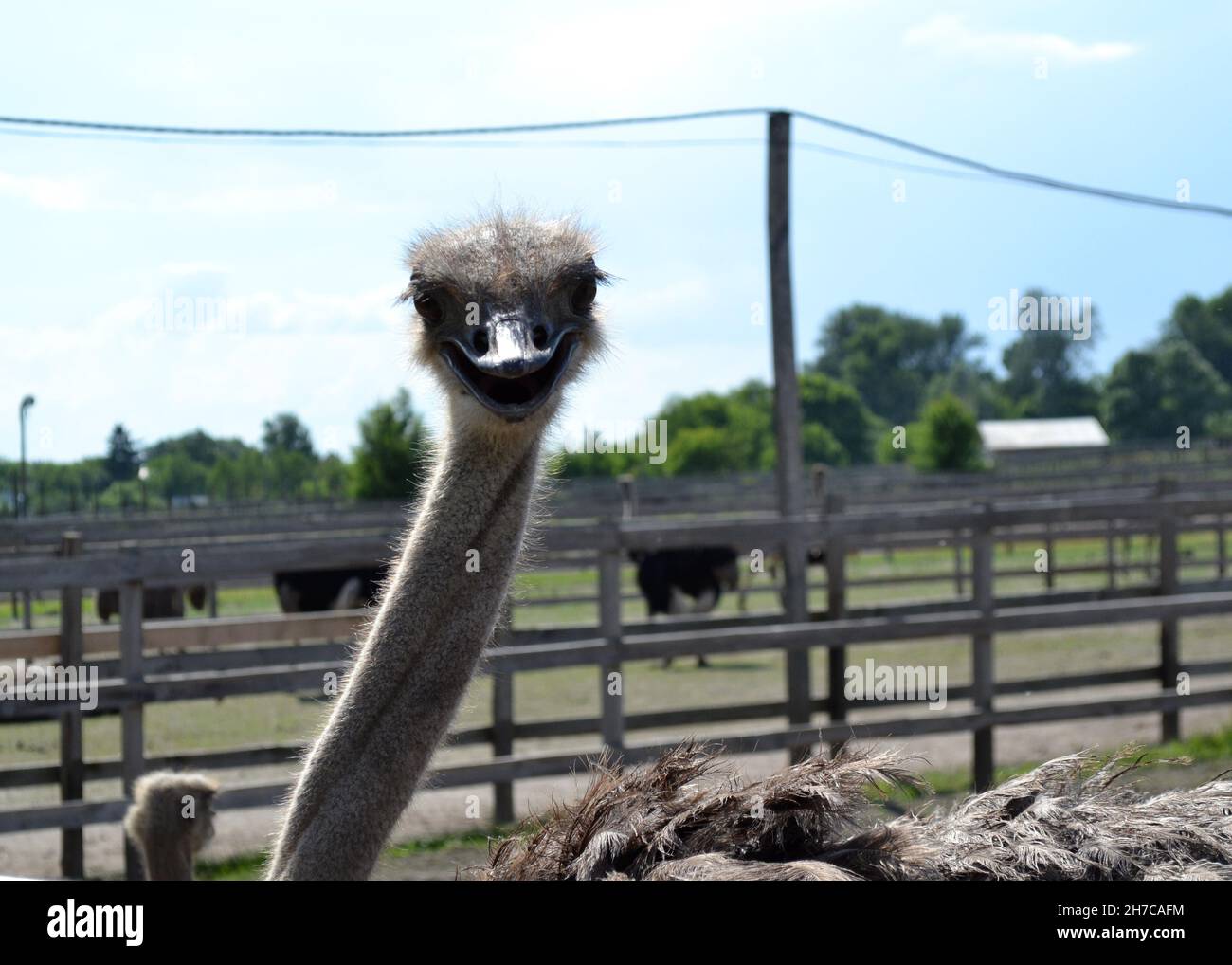Young ostrich on a farm - head profile only Stock Photo - Alamy