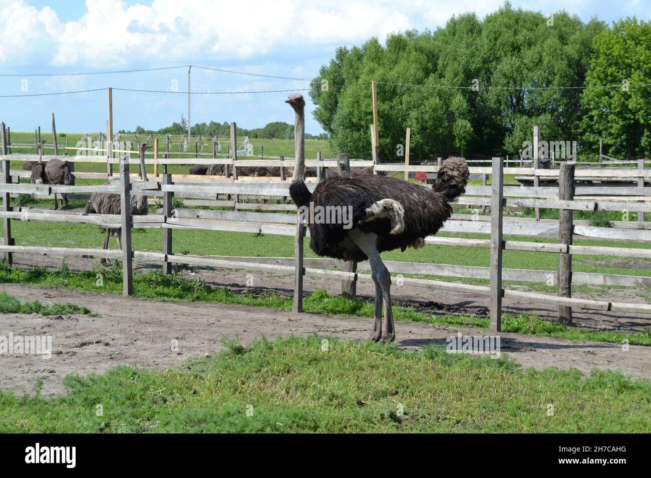 Gorgeous ostrich walking on a farm Stock Photo - Alamy