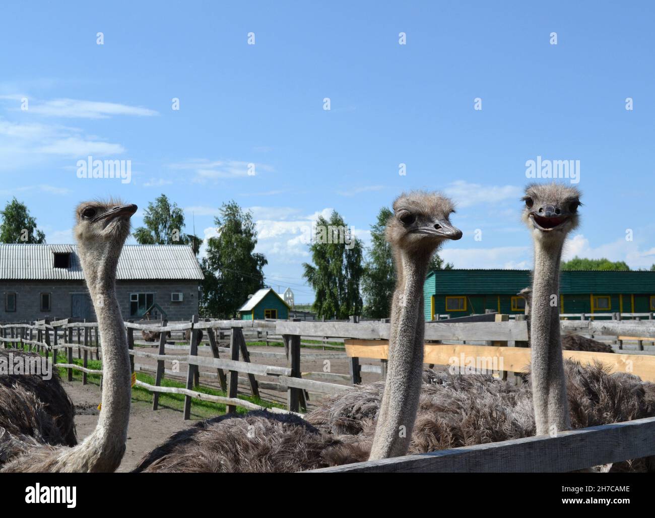Ostriches on a farm hi-res stock photography and images - Alamy
