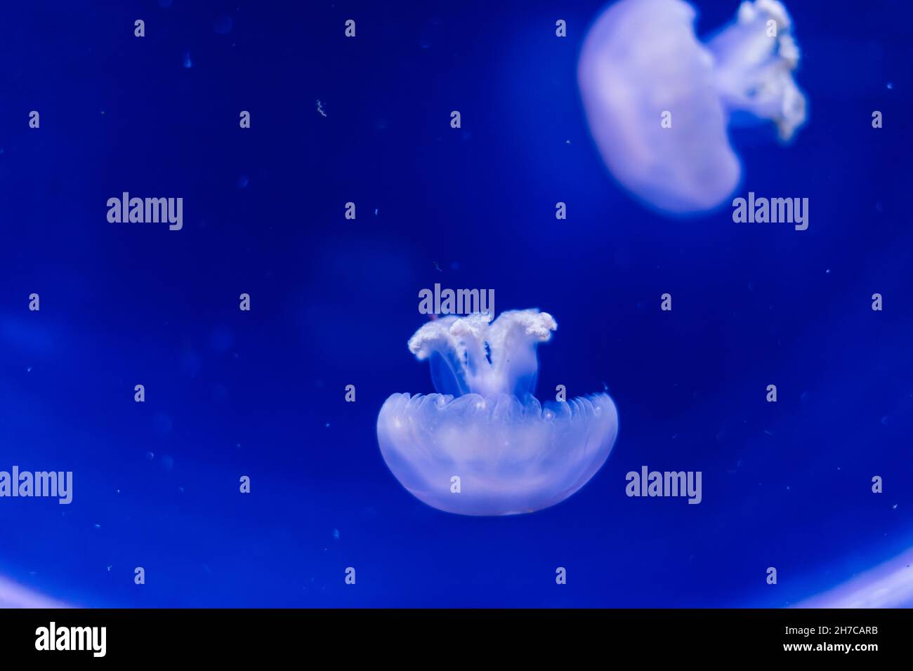 Majorca palma aquarium hi-res stock photography and images - Alamy