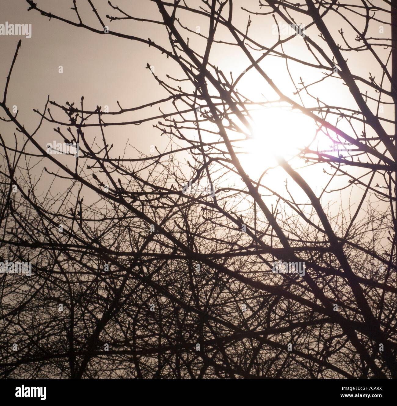 Sun shines in tree branches with a lens flare artistic photo Stock ...