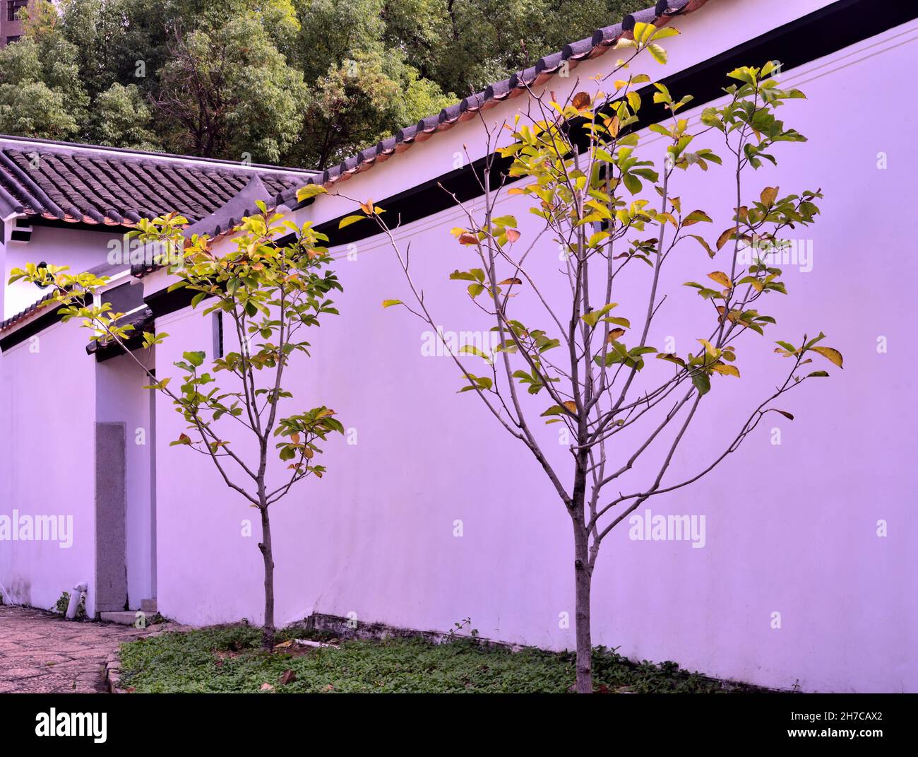 Trees along side wall of Sam Tung Uk Museum, Hong Kong Stock Photo - Alamy