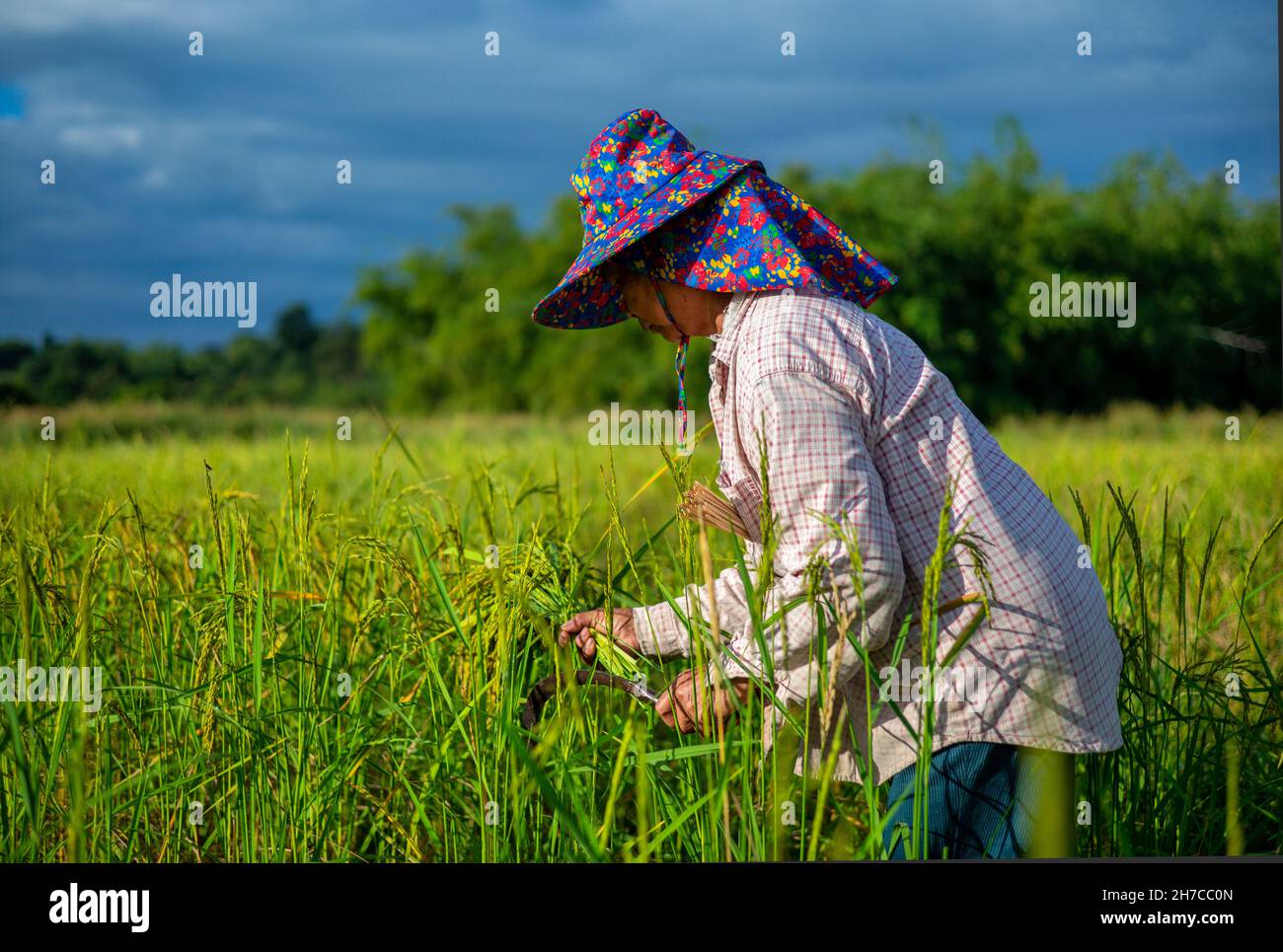 Older thai woman hi-res stock photography and images - Alamy
