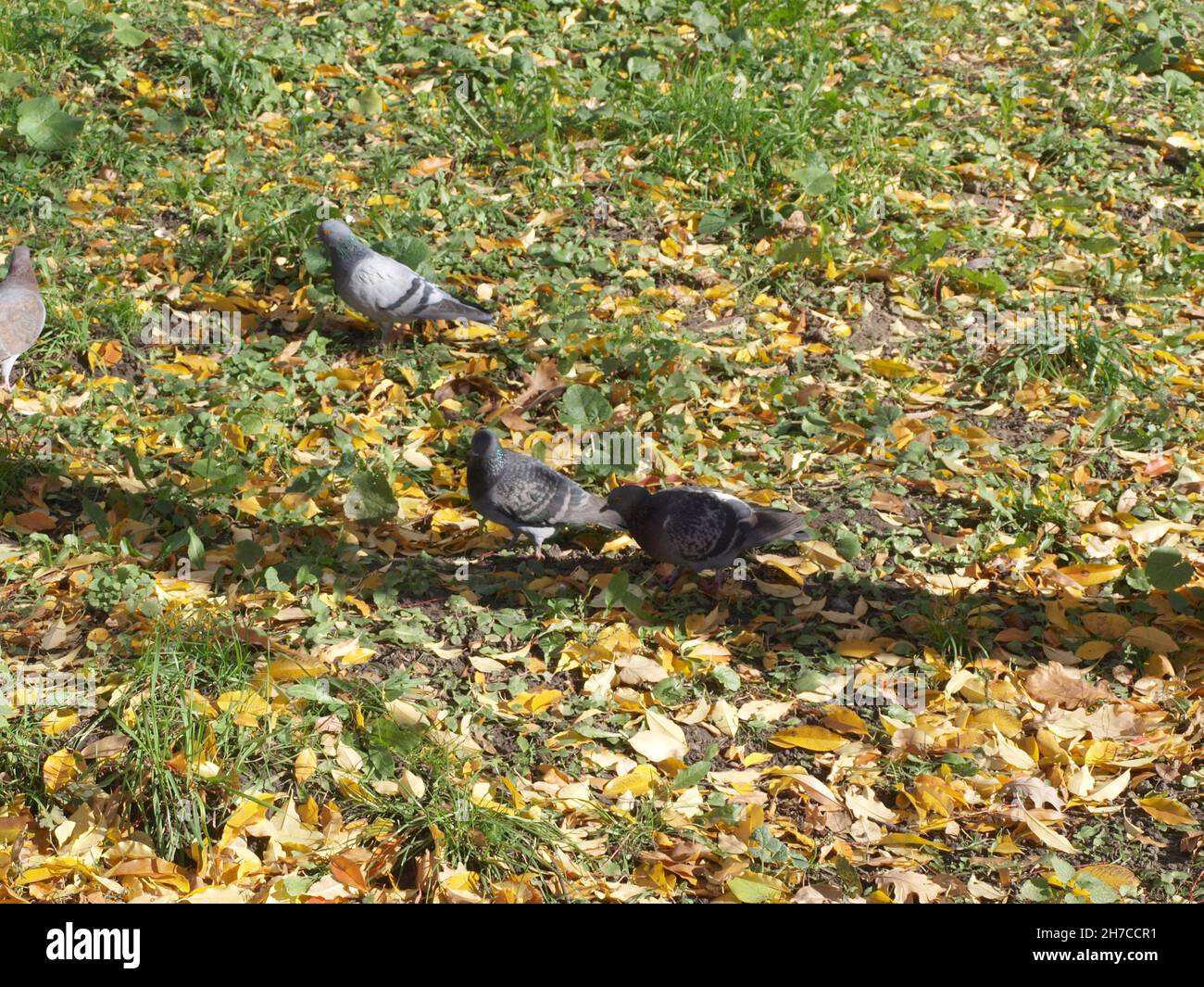 Pigeons field hi-res stock photography and images - Alamy