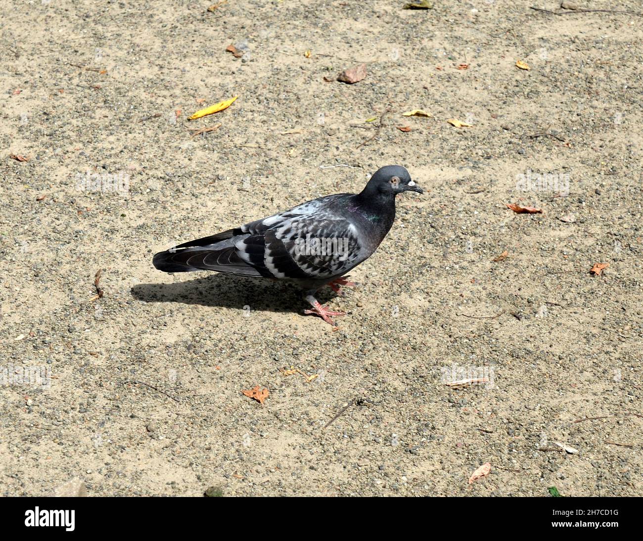 Single pigeon walking on the ground, single bird Stock Photo - Alamy