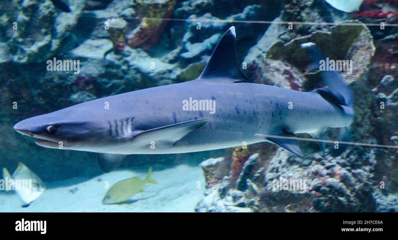 Shark gaze hi-res stock photography and images - Alamy