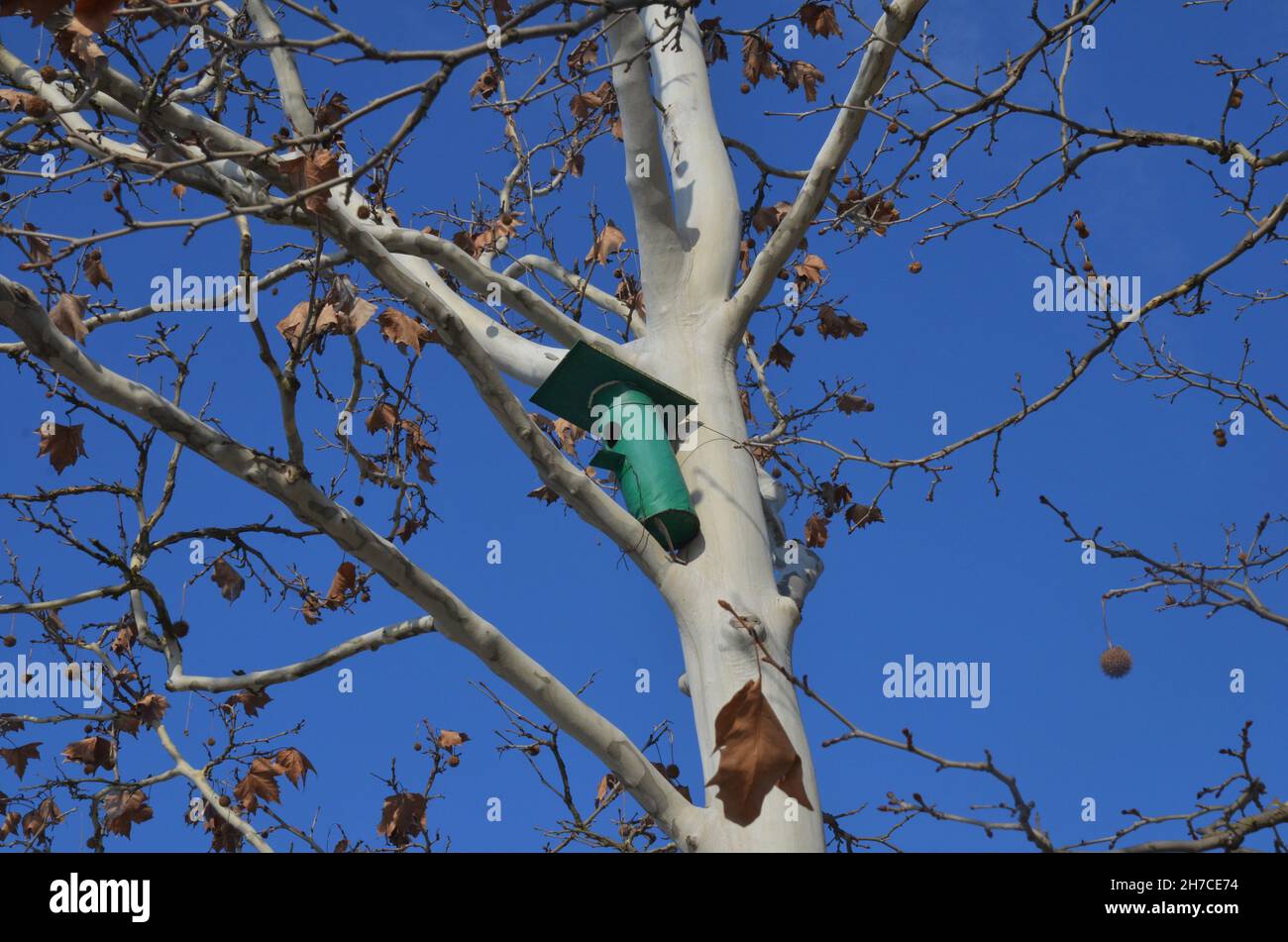 A little green nesting box hanging on a tree over the blue sky ...