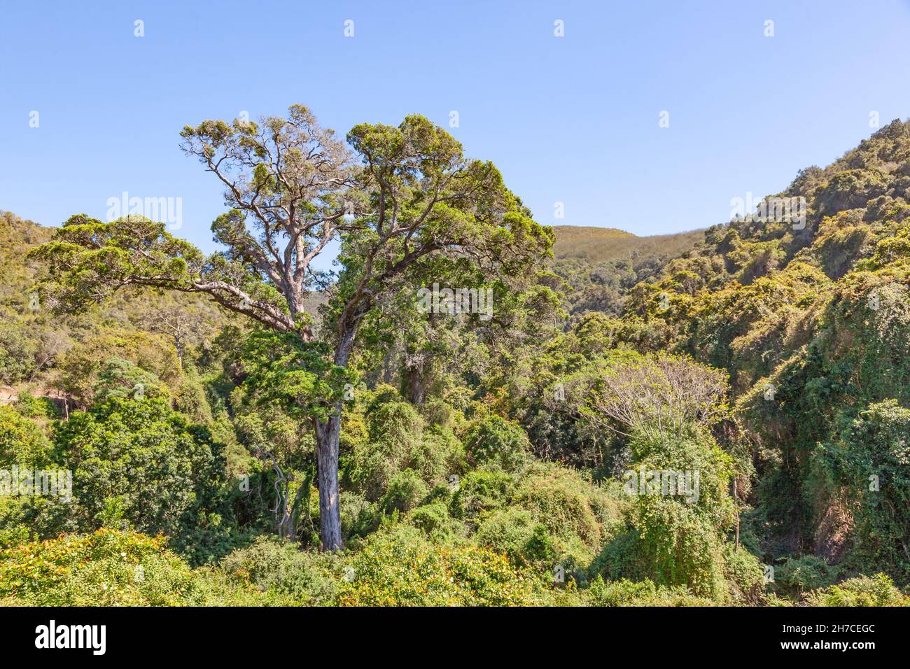 Indigenous forest adjacent to the Grootrivier (Afrikaans for 'Great ...