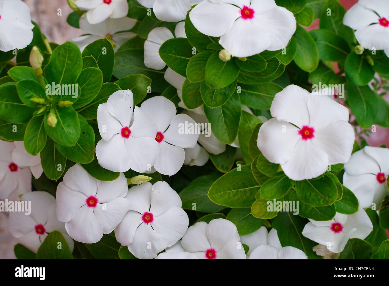 Closeup of Catharanthus roseus, Cape periwinkle, Madagascar periwinkle ...