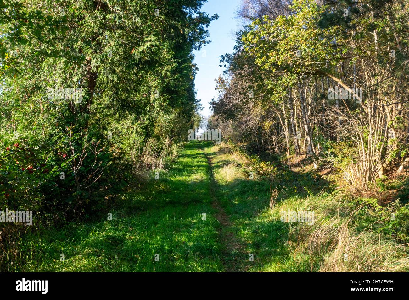 Scenic view of line trees in the forest with a pathway in the center ...