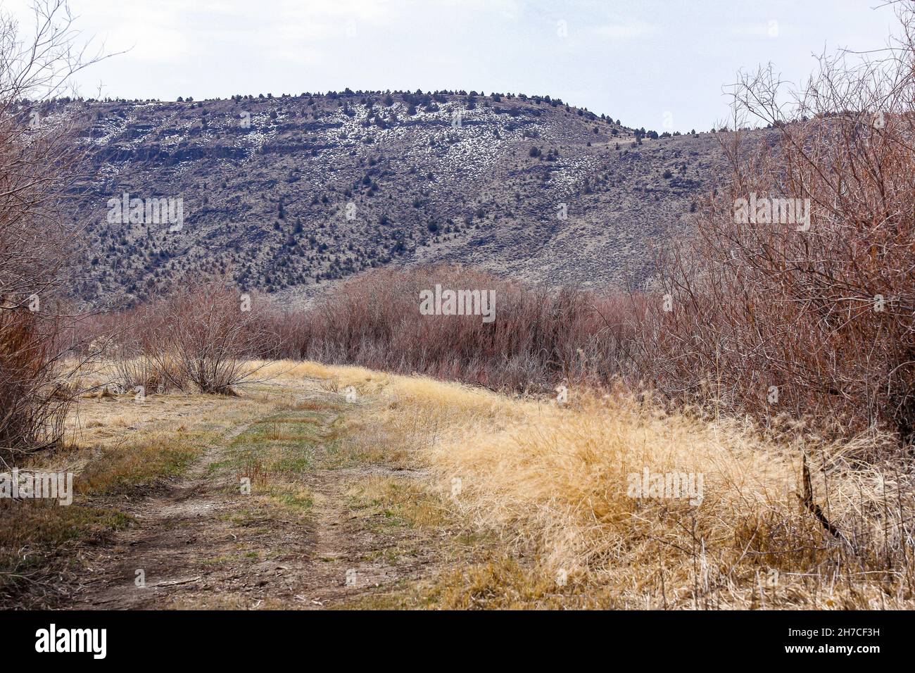 View of a road going through the field in eastern Oregon Stock Photo ...