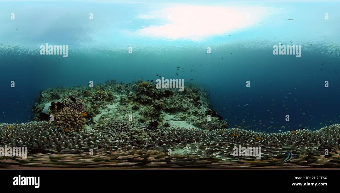 Underwater Colorful Tropical Fishes. wonderful and beautiful underwater ...