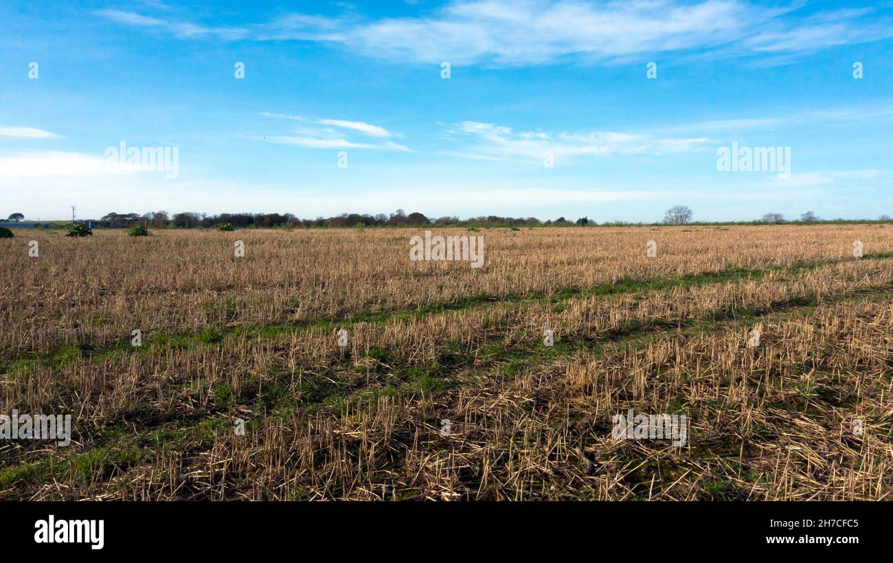 Low-level Aerial view of a fallow field full of corn stubble, on ...