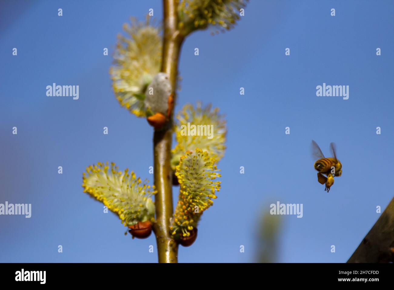 Closeup shot of a bee taking nectar from a flower Stock Photo - Alamy