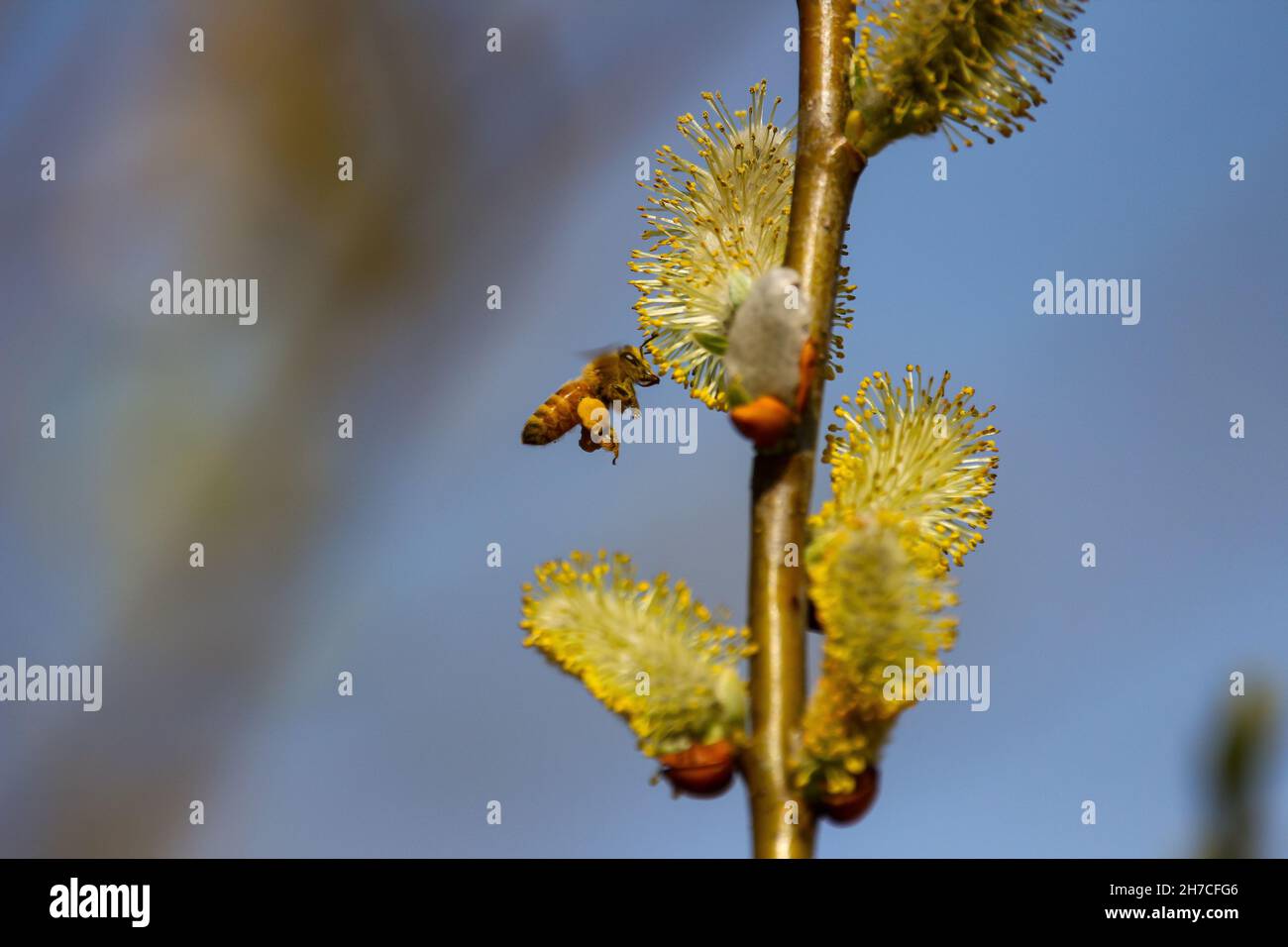 Closeup shot of a bee taking nectar from a flower Stock Photo - Alamy