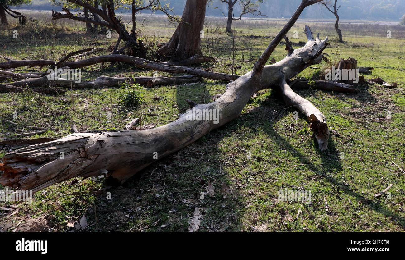 Dry tree trunk Stock Photo - Alamy