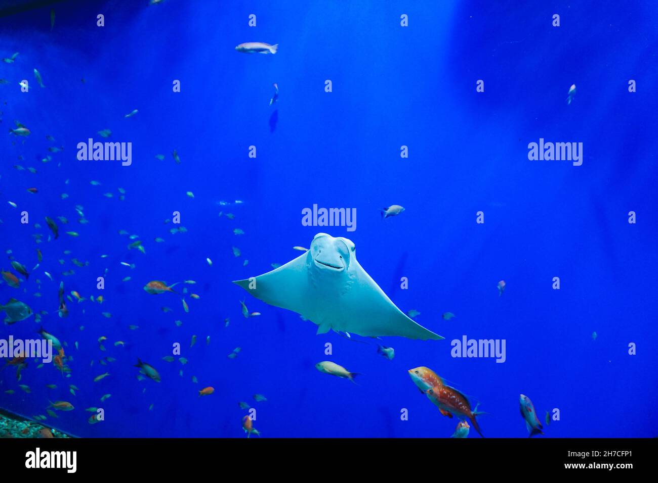 Deep blue ocean fish school Stock Photo - Alamy