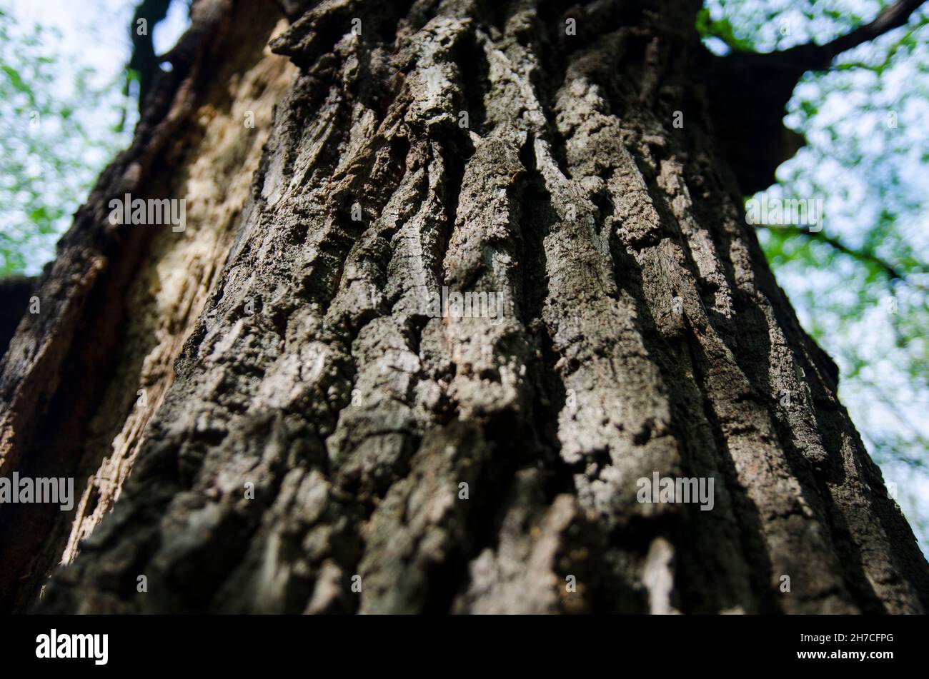 Treetrunk texture hi-res stock photography and images - Alamy
