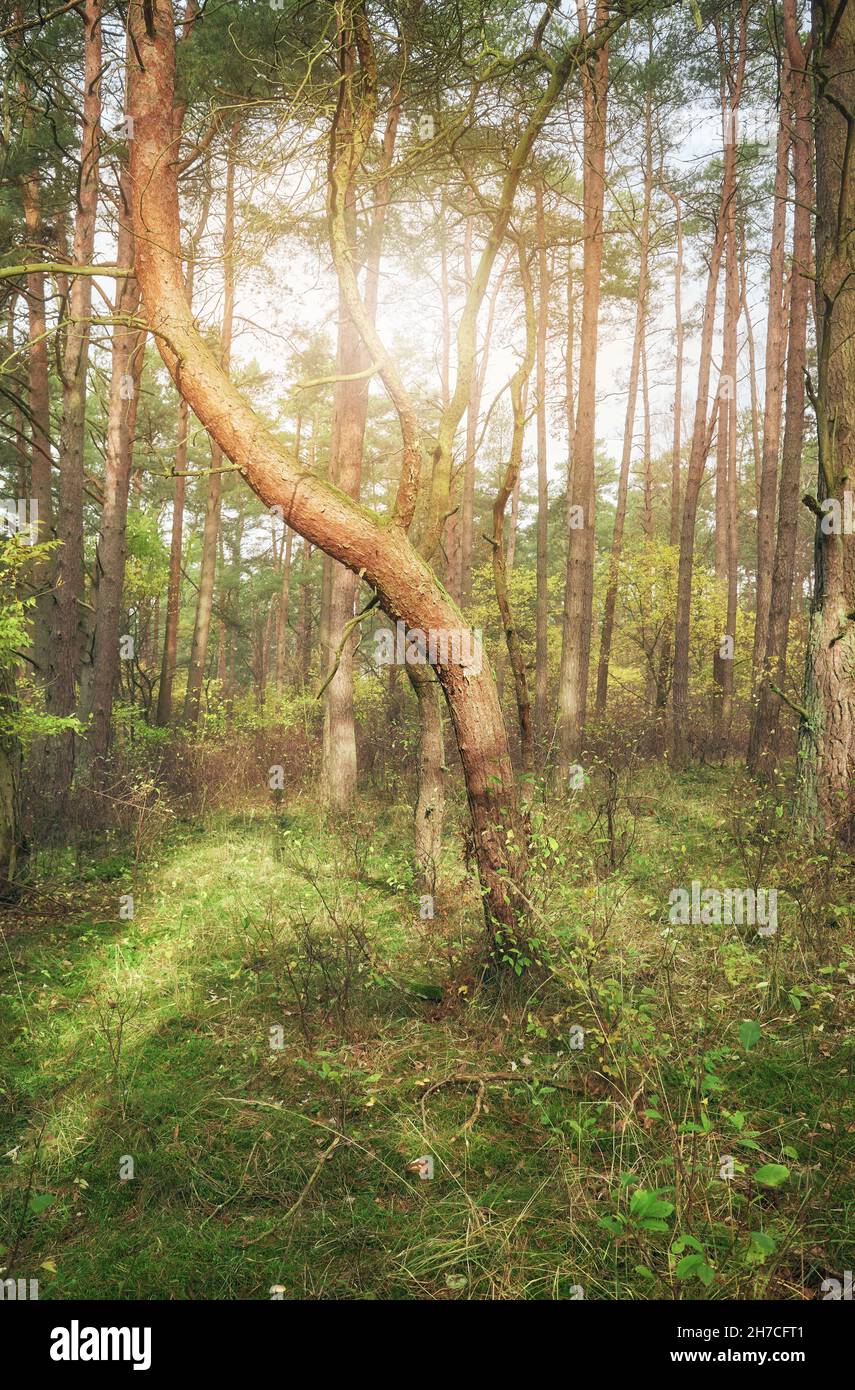 Picture of a forest hi-res stock photography and images - Alamy