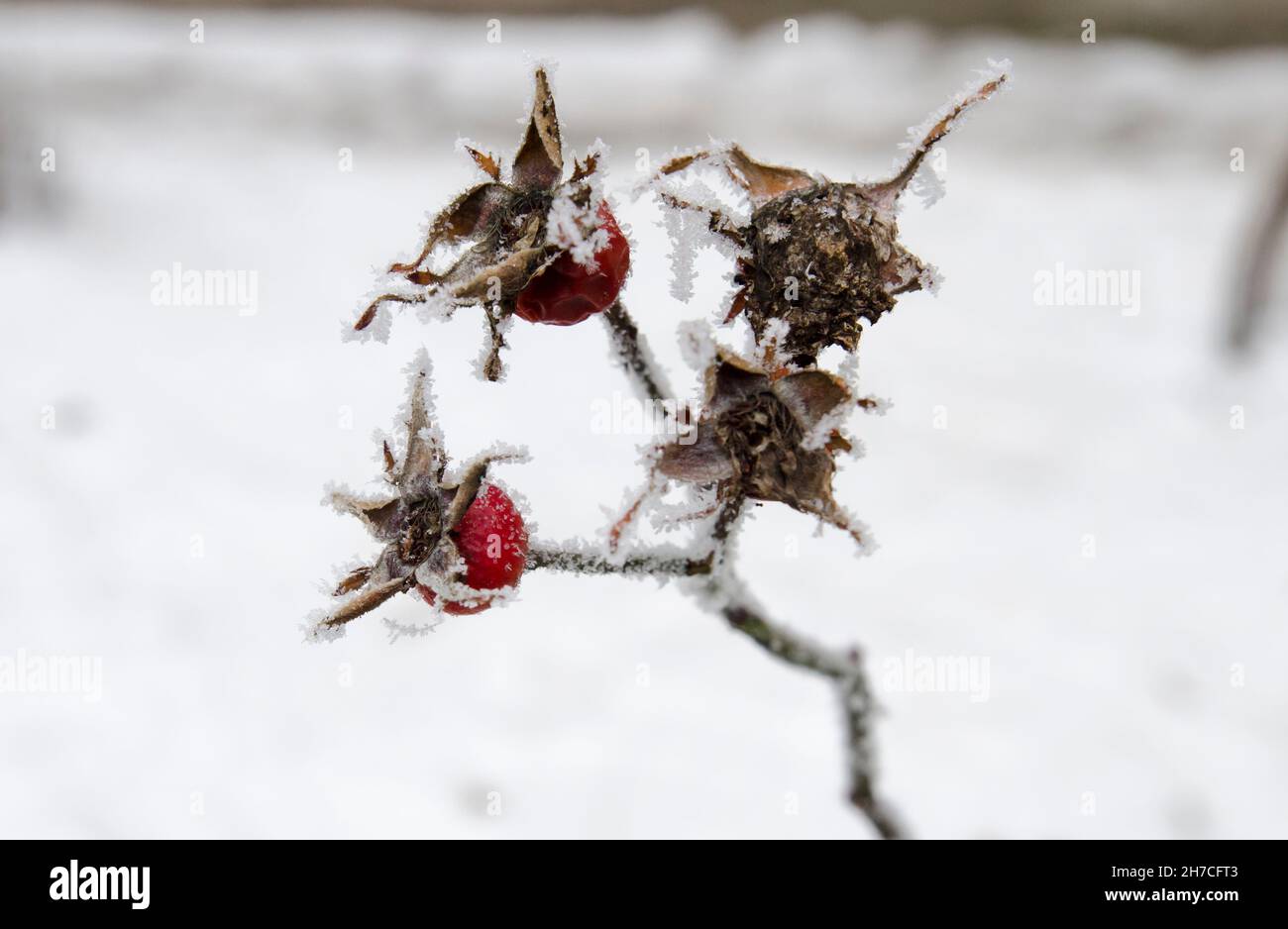 Frozen briar berries covered with snow Stock Photo - Alamy