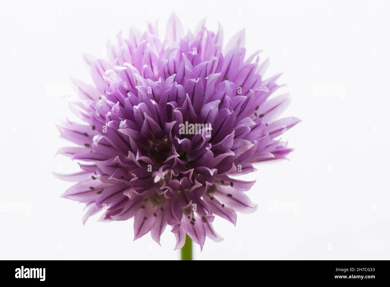 Allium flower against white hi-res stock photography and images - Alamy