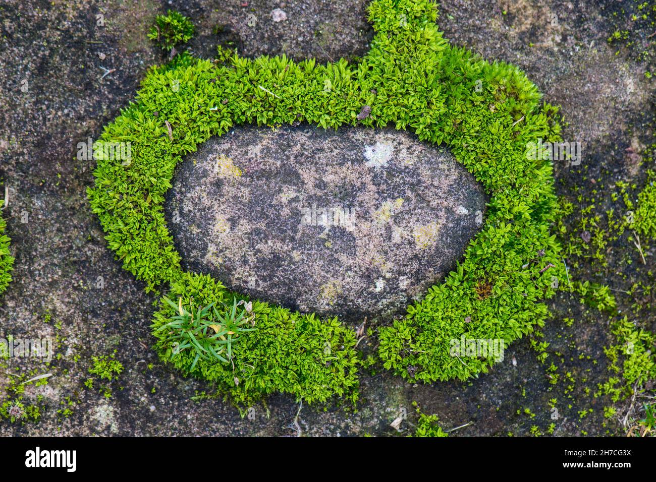 Moss growing around a small stone in a patio Stock Photo - Alamy