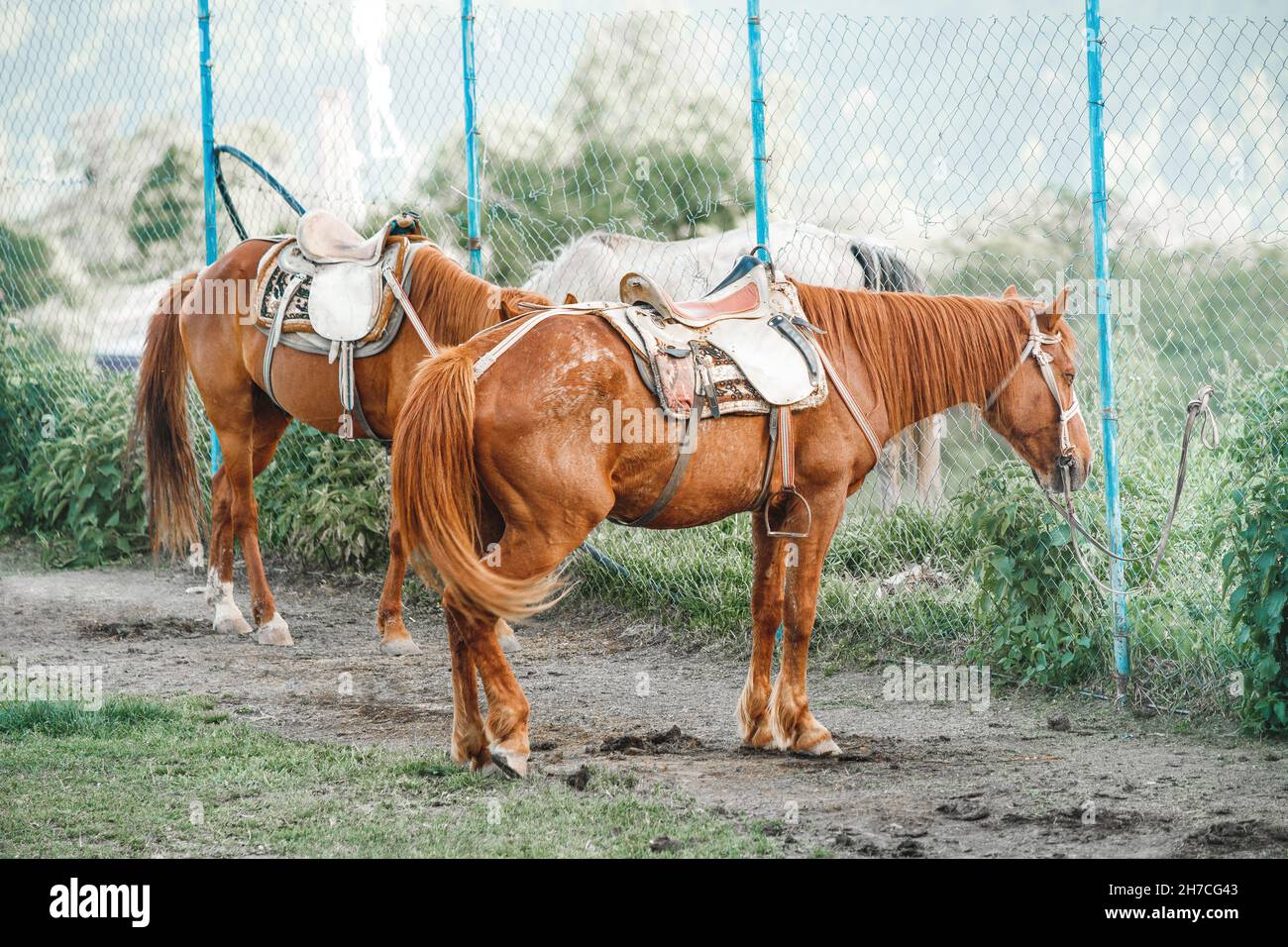 a horse with a saddle and bridle in the paddock. Horseback riding as ...