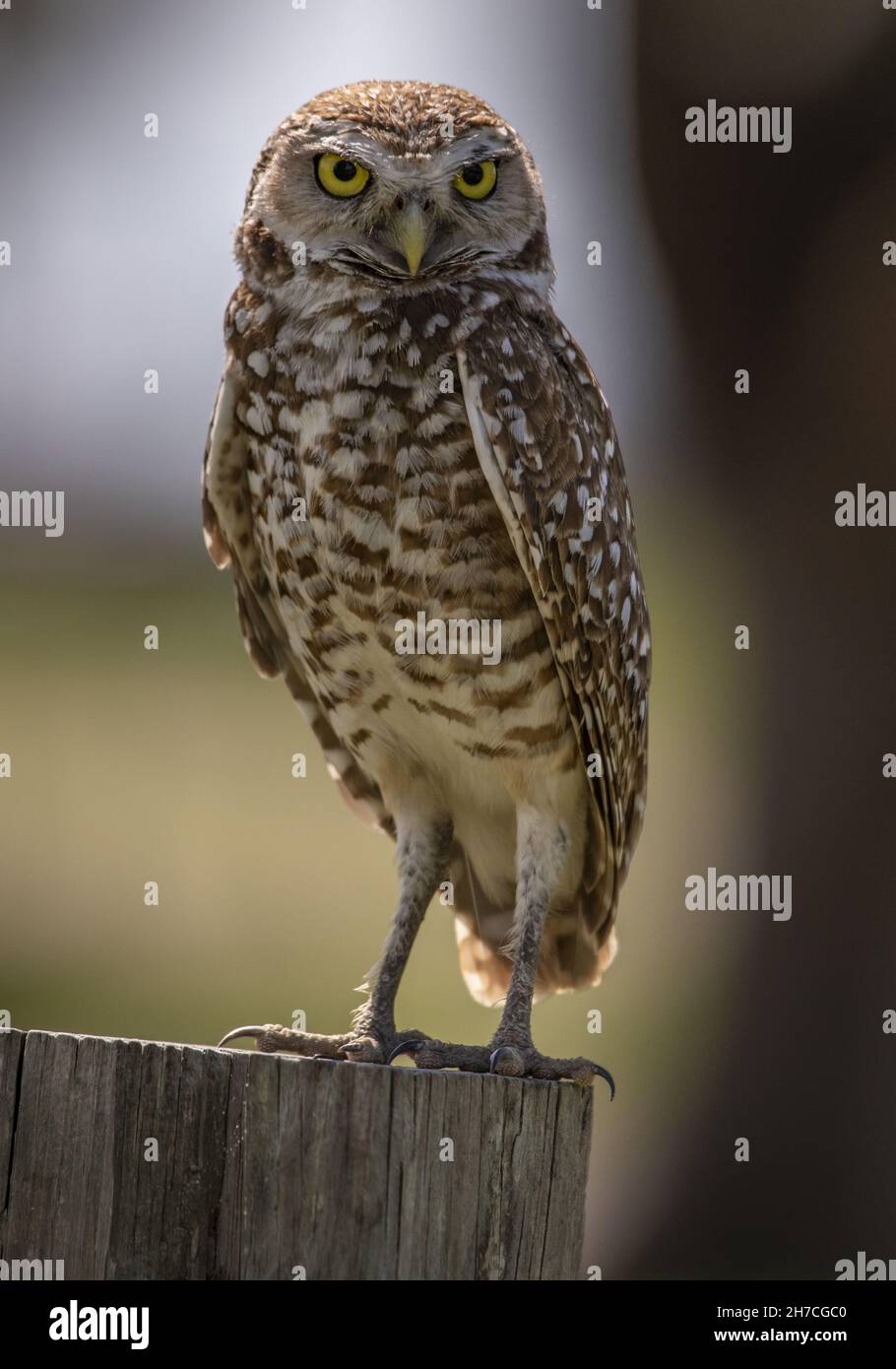 Vertical shot of the owl looking straight to a camera Stock Photo - Alamy