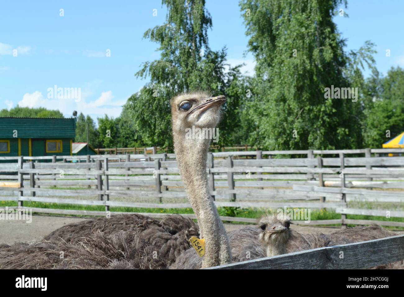 Curious ostrich looking at the visitors. African ostriches Stock Photo ...
