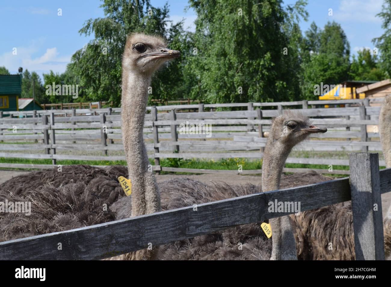 Curious ostrich looking at the visitors. African ostriches Stock Photo ...