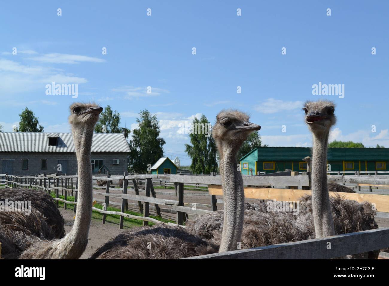 Curious ostrich looking at the visitors. African ostriches Stock Photo ...