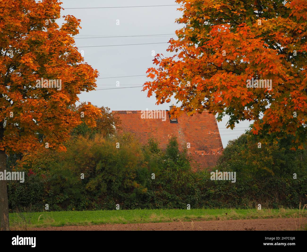 Red-tiled roof with plain tiles with two maple trees Stock Photo - Alamy
