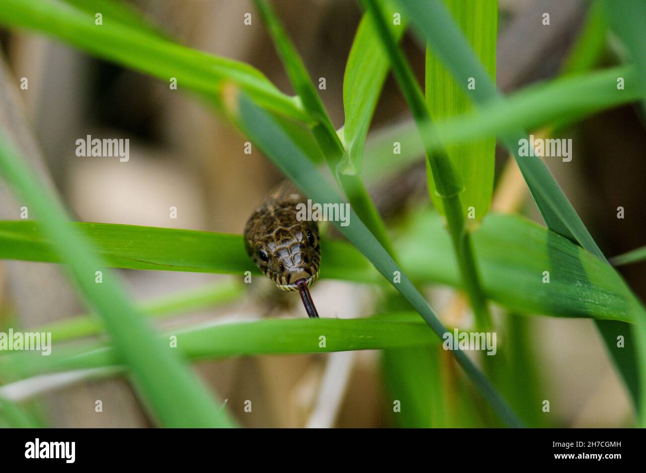 Snake facing camera hi-res stock photography and images - Alamy