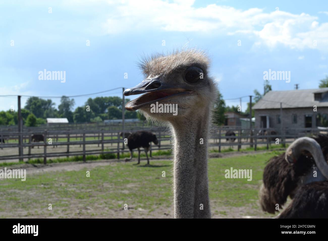 Curious ostrich looking at the visitors. African ostriches Stock Photo ...
