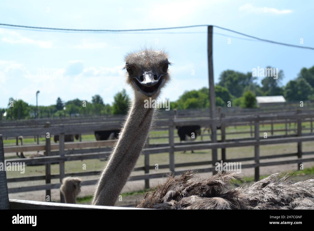 Curious ostrich looking at the visitors. African ostriches Stock Photo ...