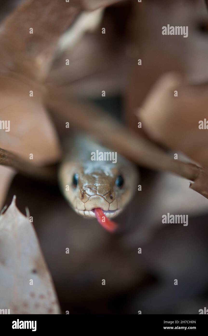 Head tongue and leaves Stock Photo - Alamy