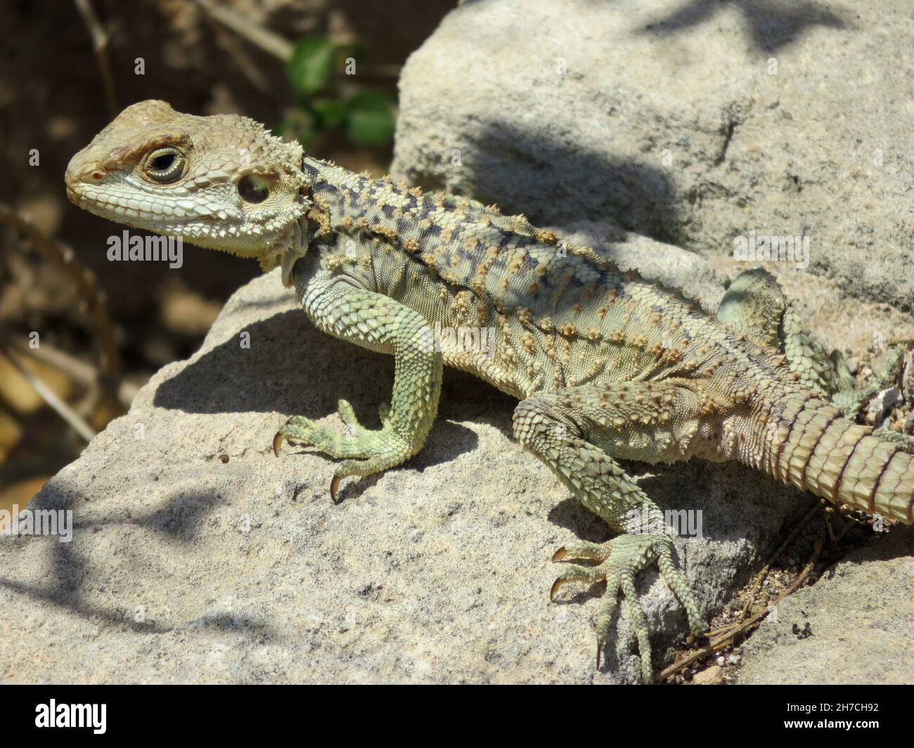 Close-up shot of a green lizard standing on a rock Stock Photo - Alamy