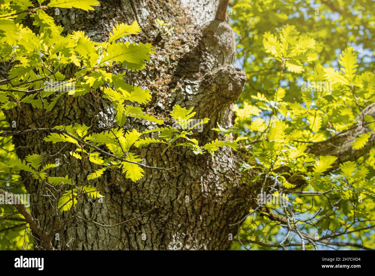 Oak leaves on a thick branch. The tree is famous for its strong and ...