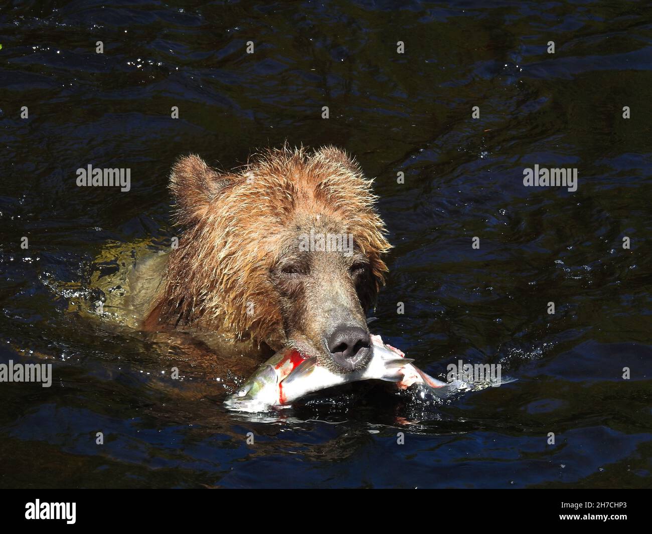 Close-up shot of a brown wet bear in the water eating a fish Stock ...