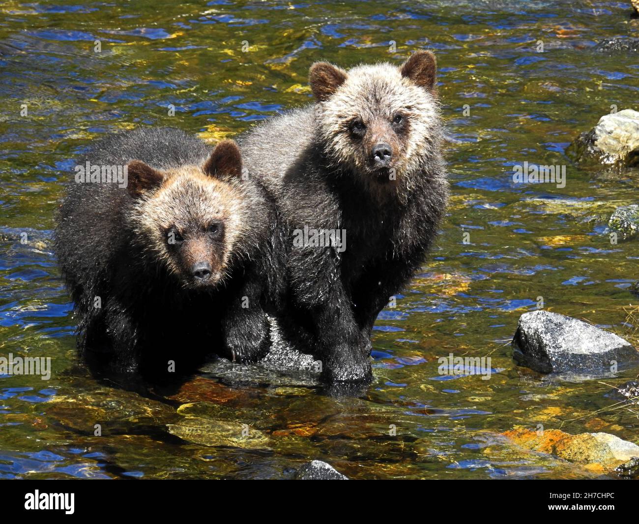 Close-up shot of brown wet bears in the water Stock Photo - Alamy