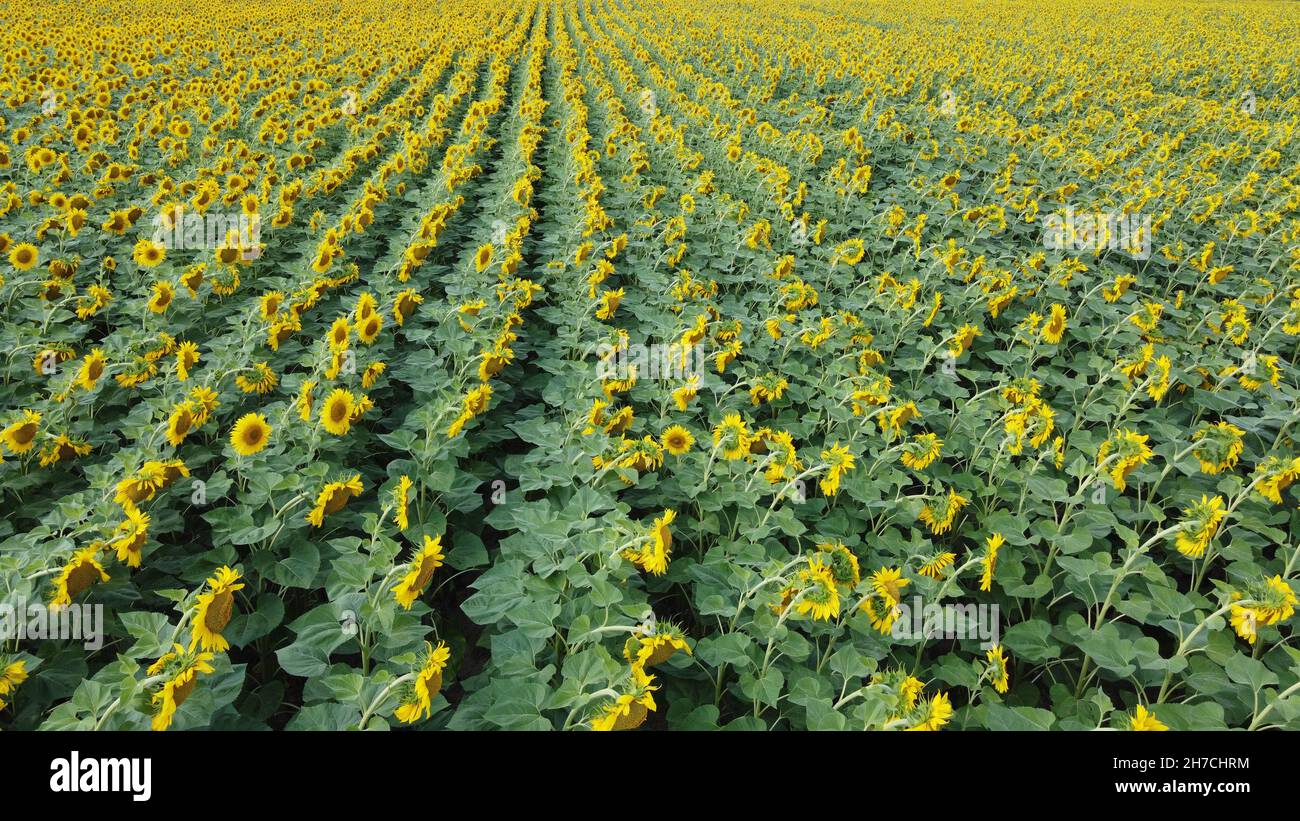 Sunflower field, top view. Sunflower plants bloom in a farmer's field ...
