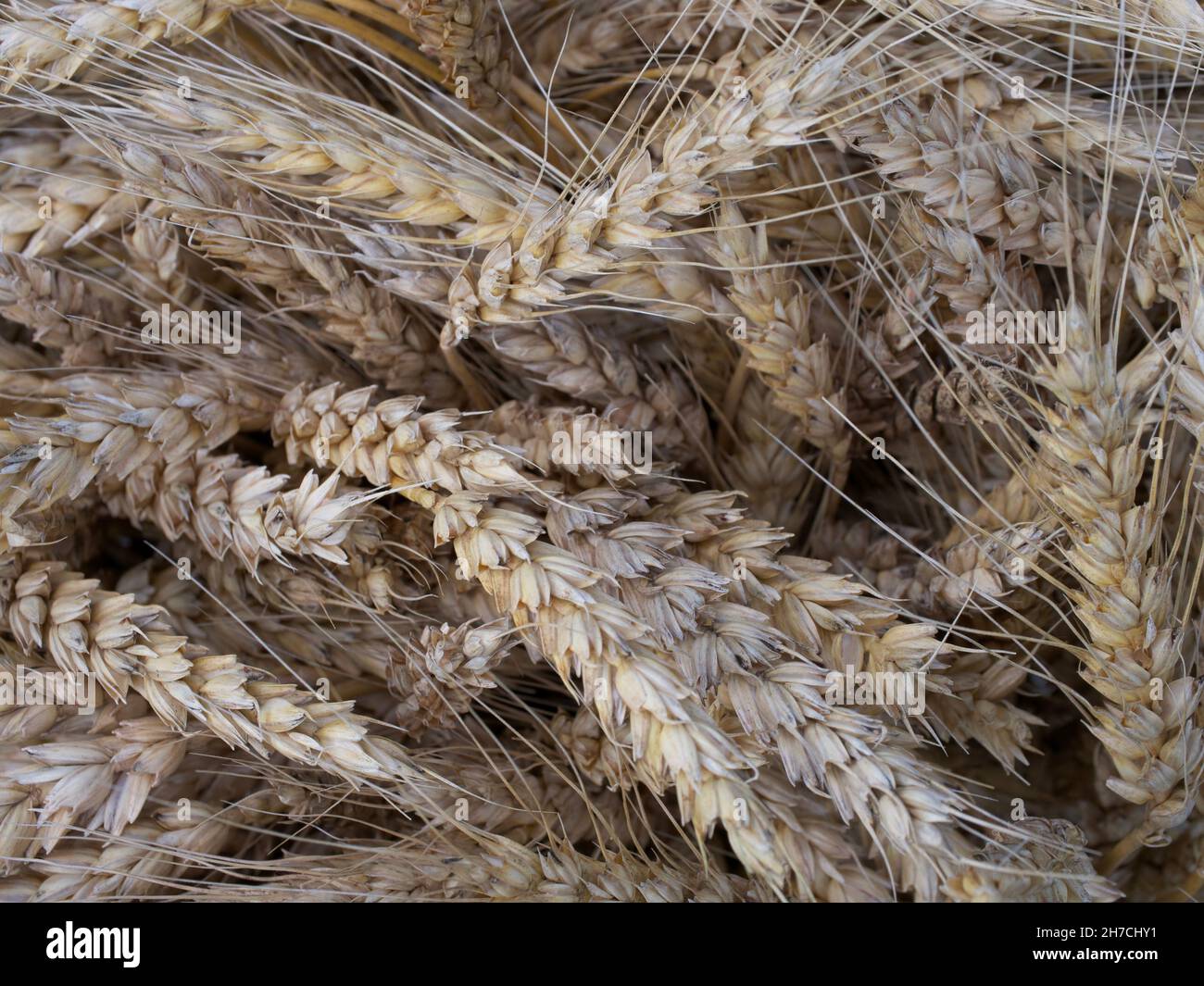 Wheat spikelets, a close-up picture. Ripe wheat ears Stock Photo - Alamy