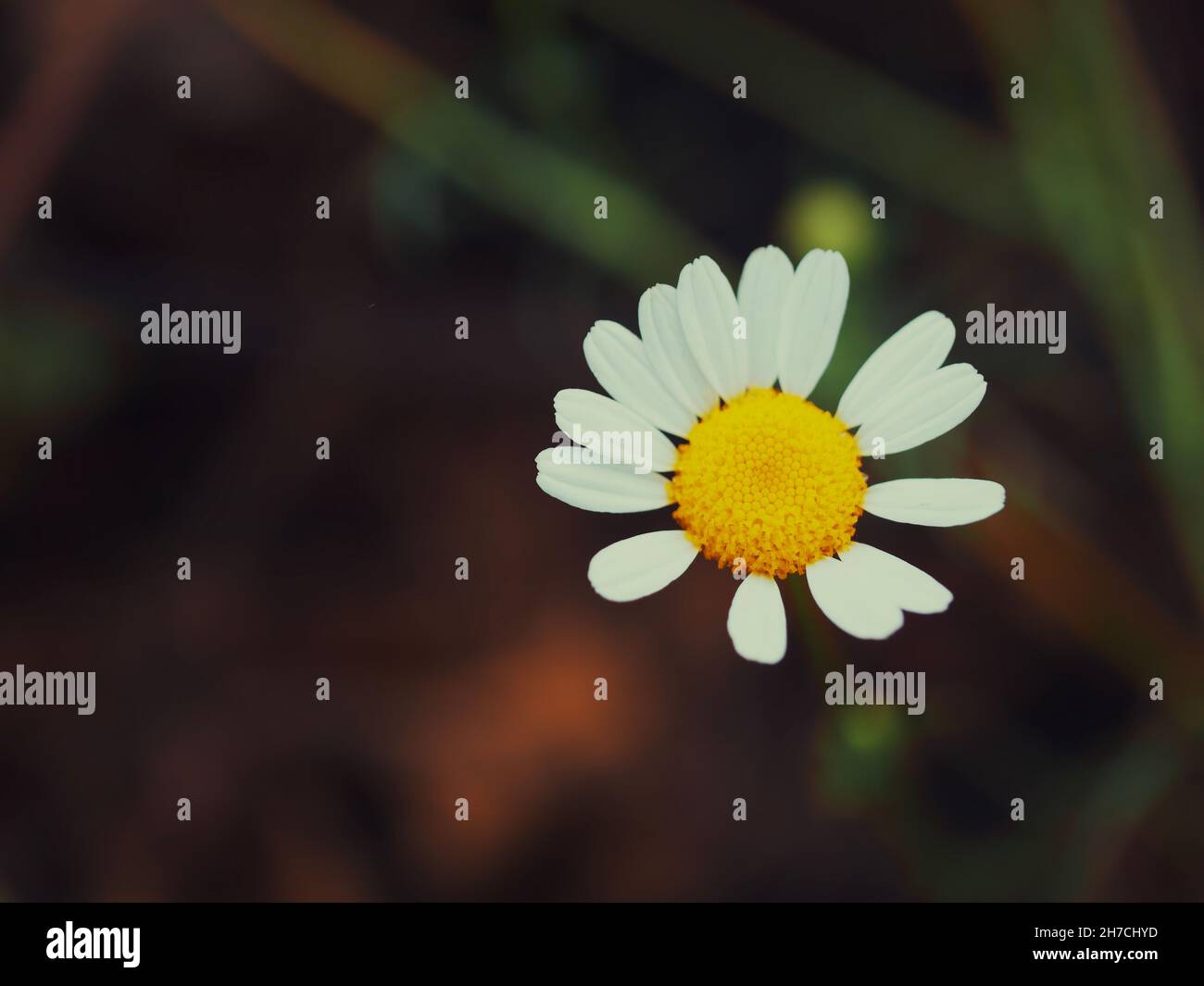 Daisy flower on a blurry background, top view. Daisy close-up Stock ...